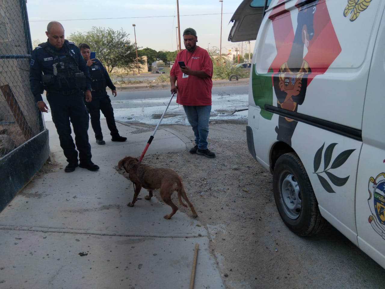 Rescatan la Policía Municipal y Ecología a tres canes abandonados – Al ...