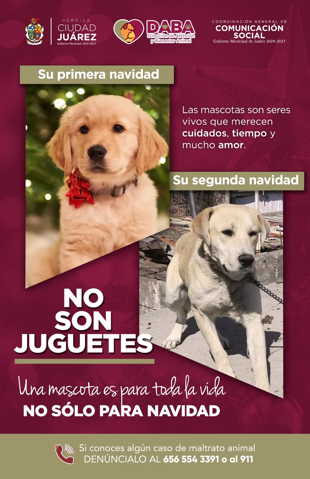 Una mascota es para toda la vida no solo para Navidad: DABA – Al Contacto