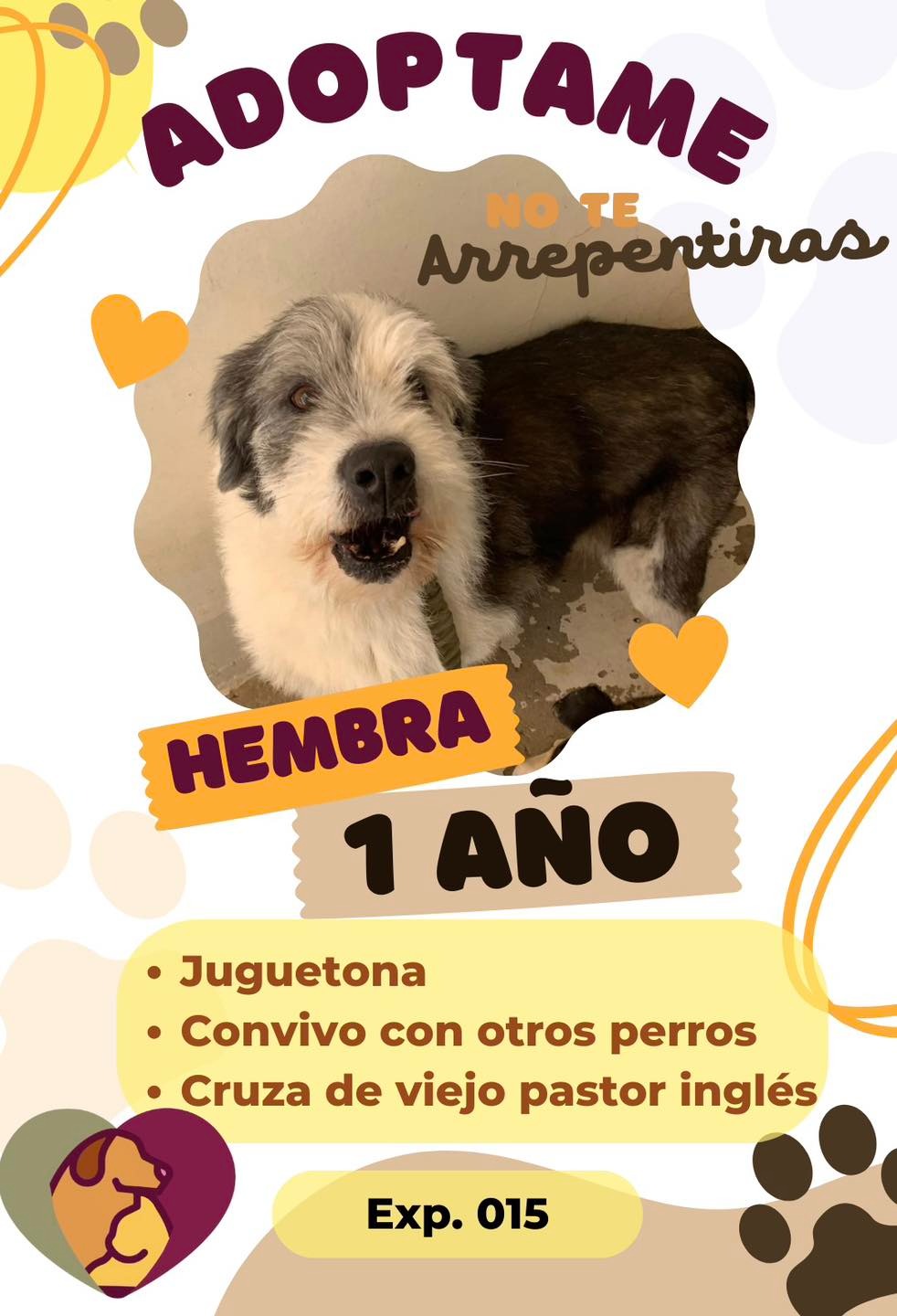 Perritos y gatos buscan hogar: DABA – Al Contacto