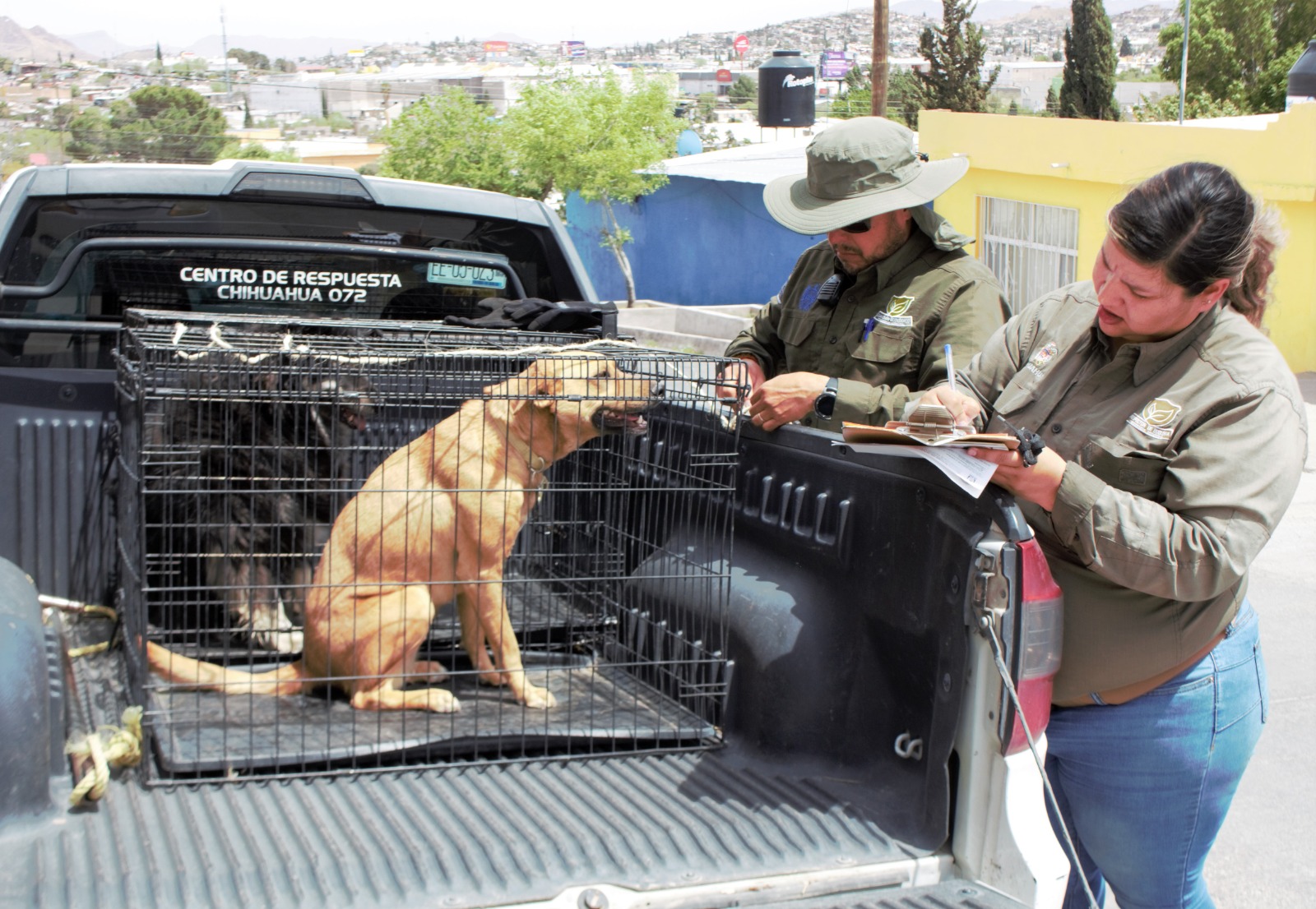 Perros en azoteas, malos olores y ahorcados, los reportes más comunes ...
