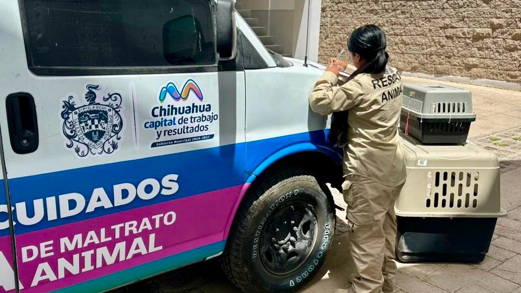 ¿Tener a tu perro en la azotea es maltrato? Informa Municipio al ...