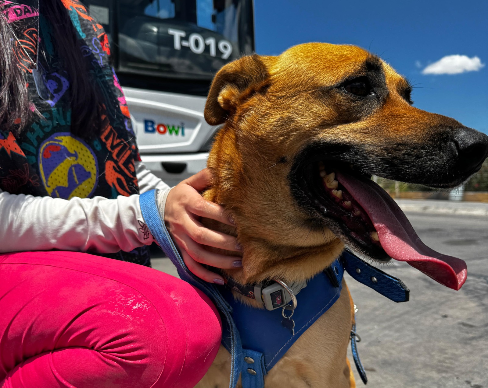 Informa OTV sobre requisitos e indicaciones al llevar un perro guía o ...