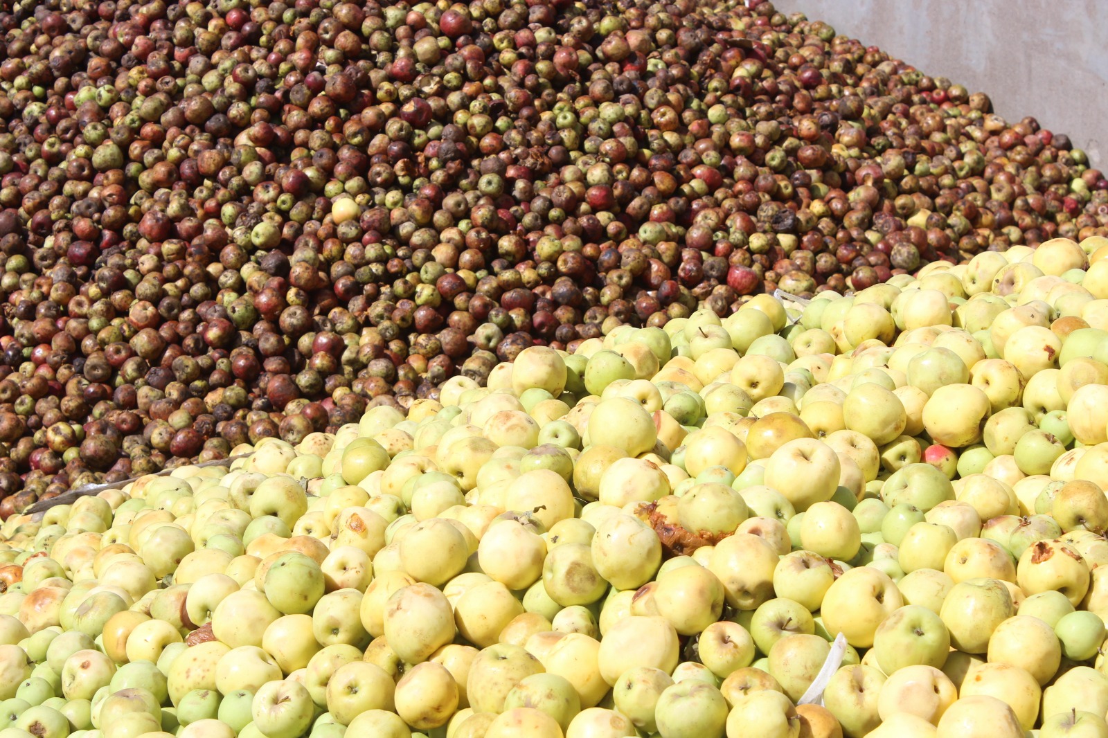 Impulsa SDR la producción de manzanas a través del Vivero Estatal – Al ...