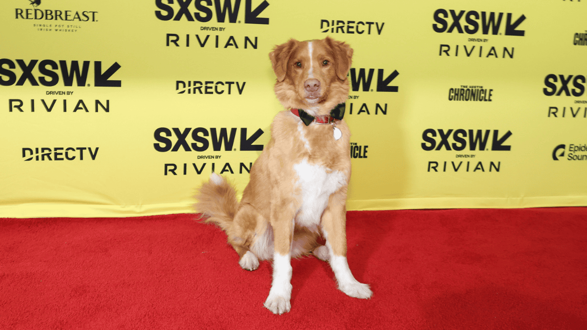 Superó a Ethan Hawke: perrito gana premio Astra 2026 a mejor actuación ...